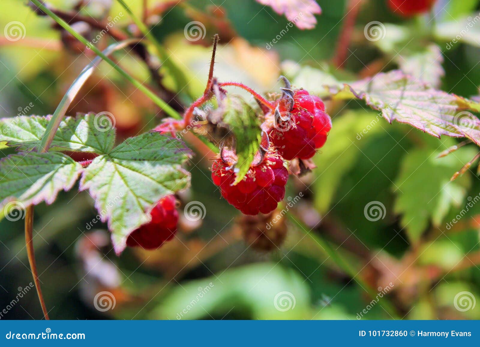 Vibrant Red Wild Raspberries Growing Stock Photo - Image of growing ...