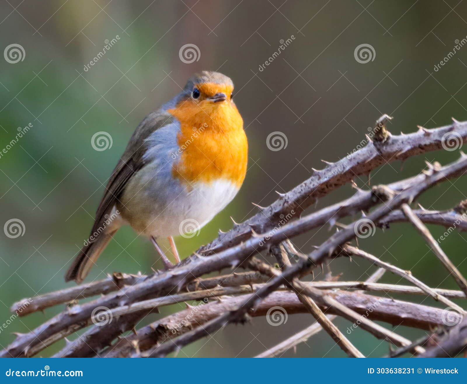 Vibrant Robin Perched on a Tree Branch, Its Wings Spread Out in a ...