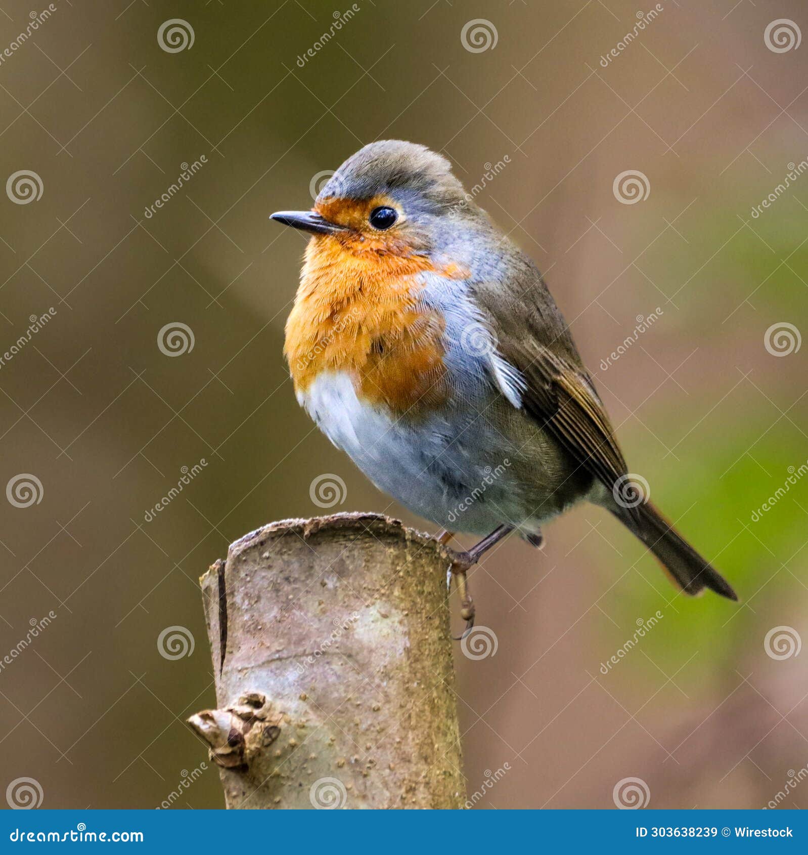 Vibrant Robin Perched on a Tree Branch, Its Wings Spread Out in a ...