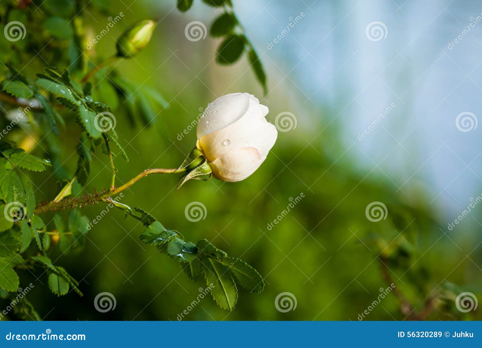 Vibrant Rose Bud in Natural Bush Stock Image - Image of romantic ...