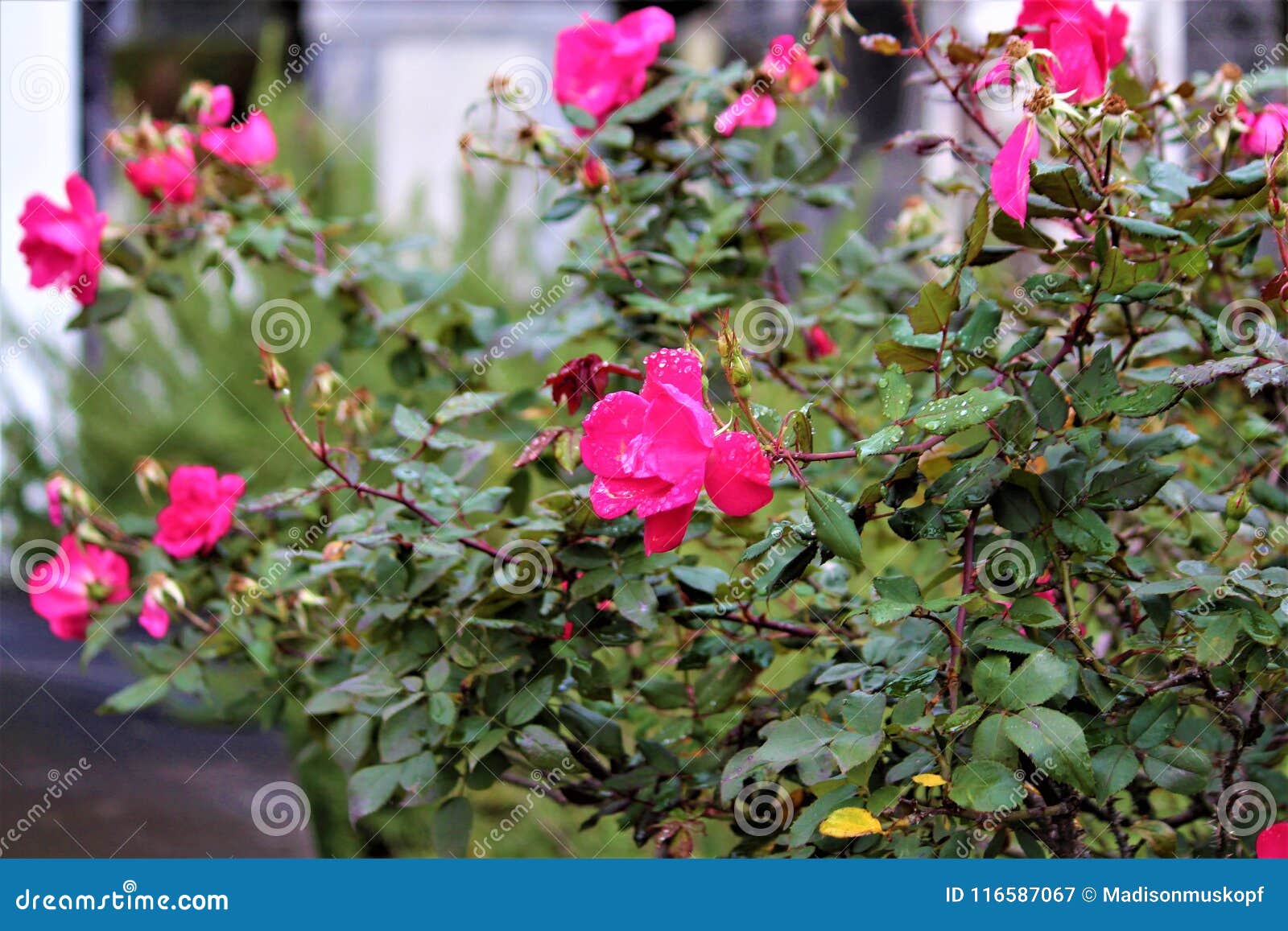 Roses in a Graveyard stock image. Image of gravestone - 116587067