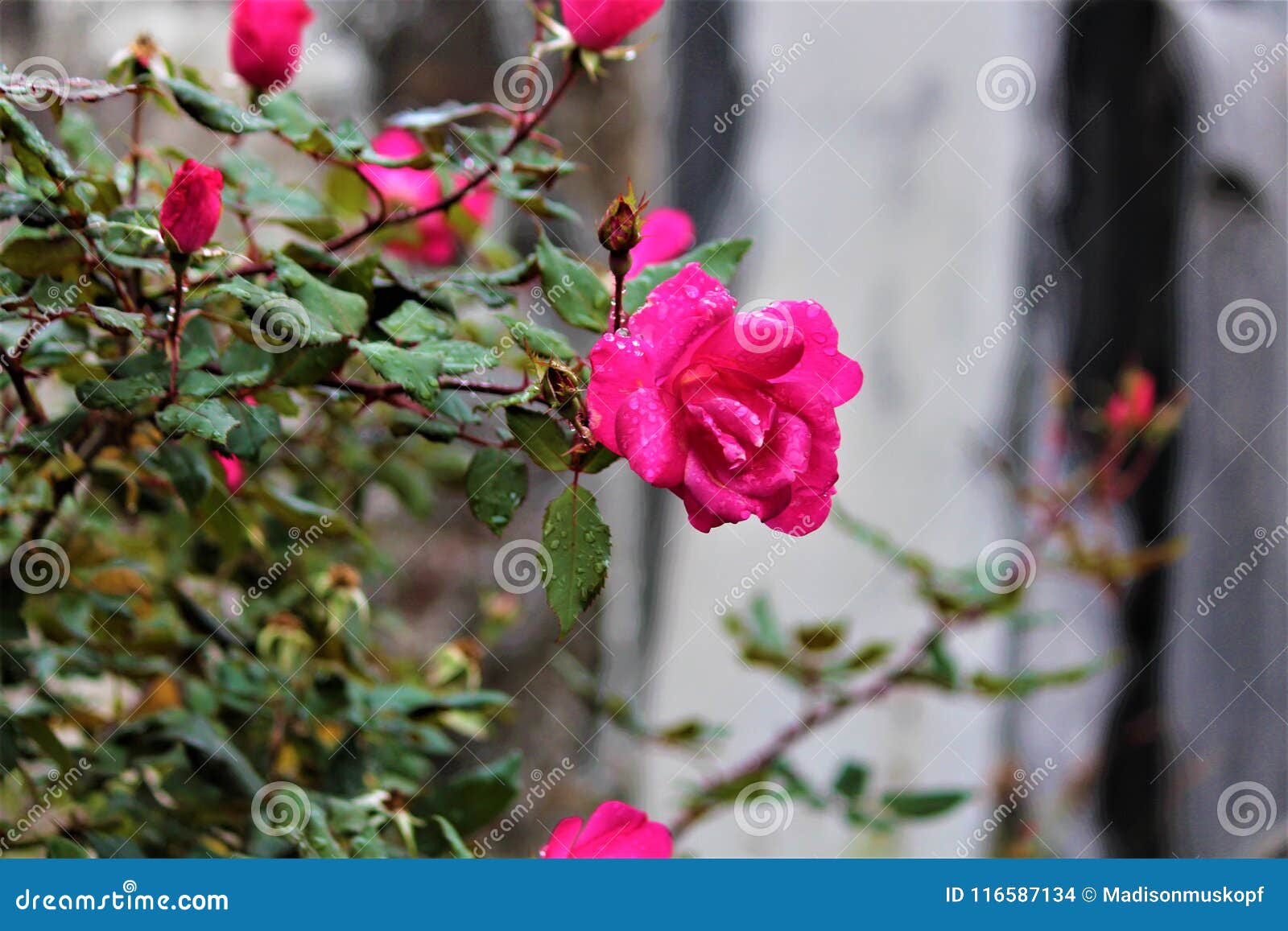 Roses in a Graveyard stock photo. Image of funeral, decor - 116587134