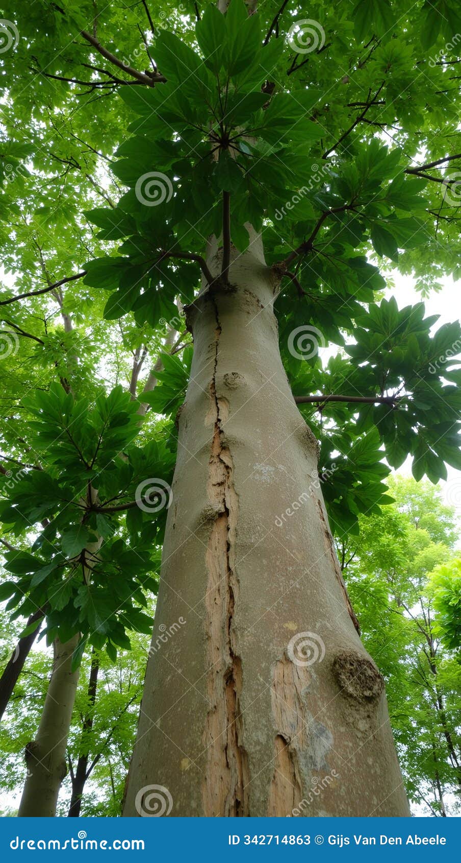 Vibrant Rubber Tree with Glossy Leaves and Milky Sap Stock Illustration ...