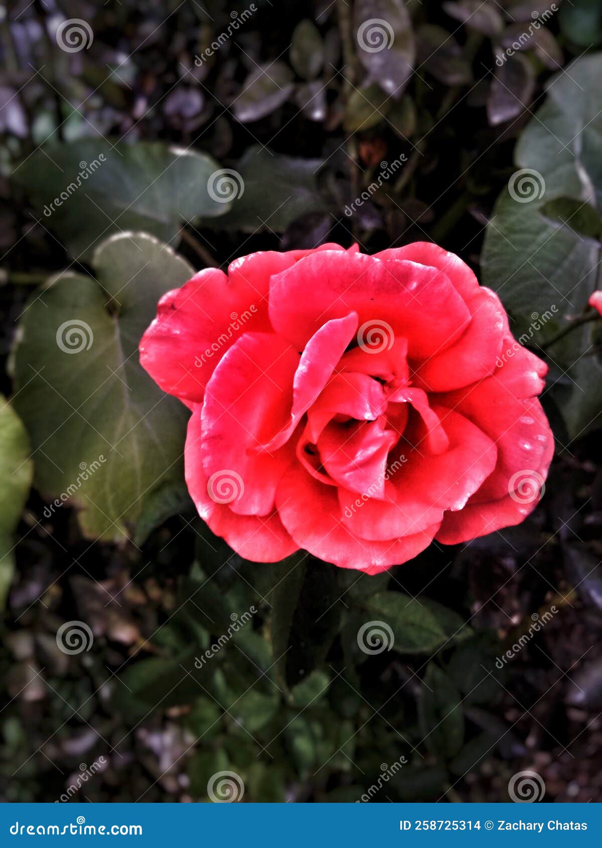 Vibrant Ruby Blood Rose in the Garden Stock Photo - Image of ruby ...