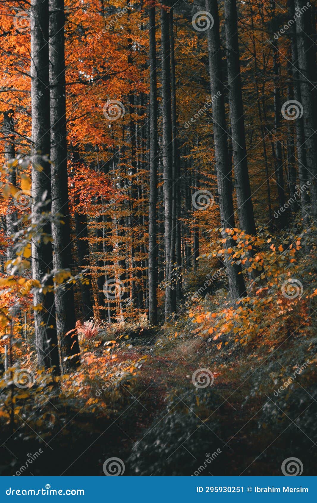 Vibrant Scenery with Autumn Vibes in the Forest. Stock Image - Image of ...