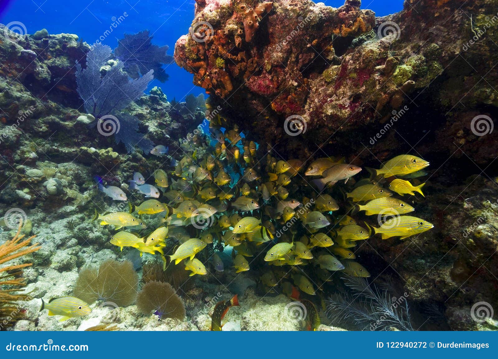 Snapper Point Stock Photos - Free & Royalty-Free Stock Photos from ...