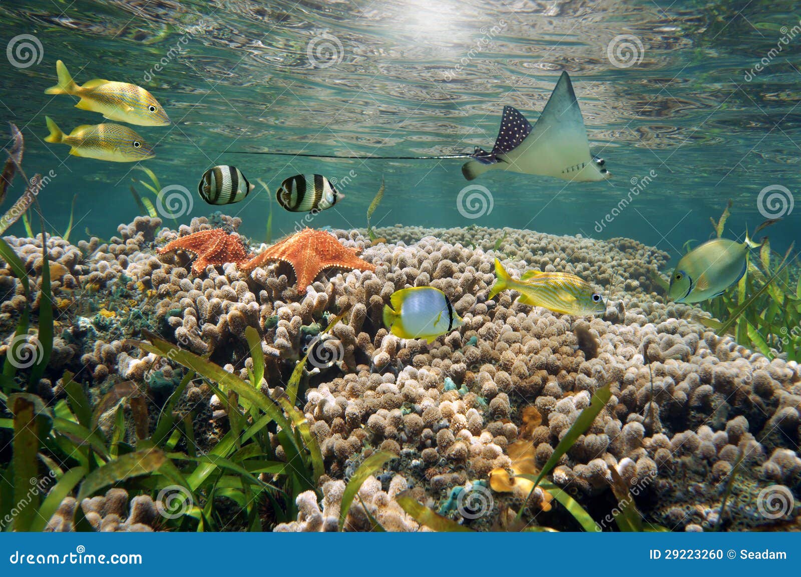 Vibrant Sea Life and Coral Reef Stock Photo - Image of kuna, nature ...
