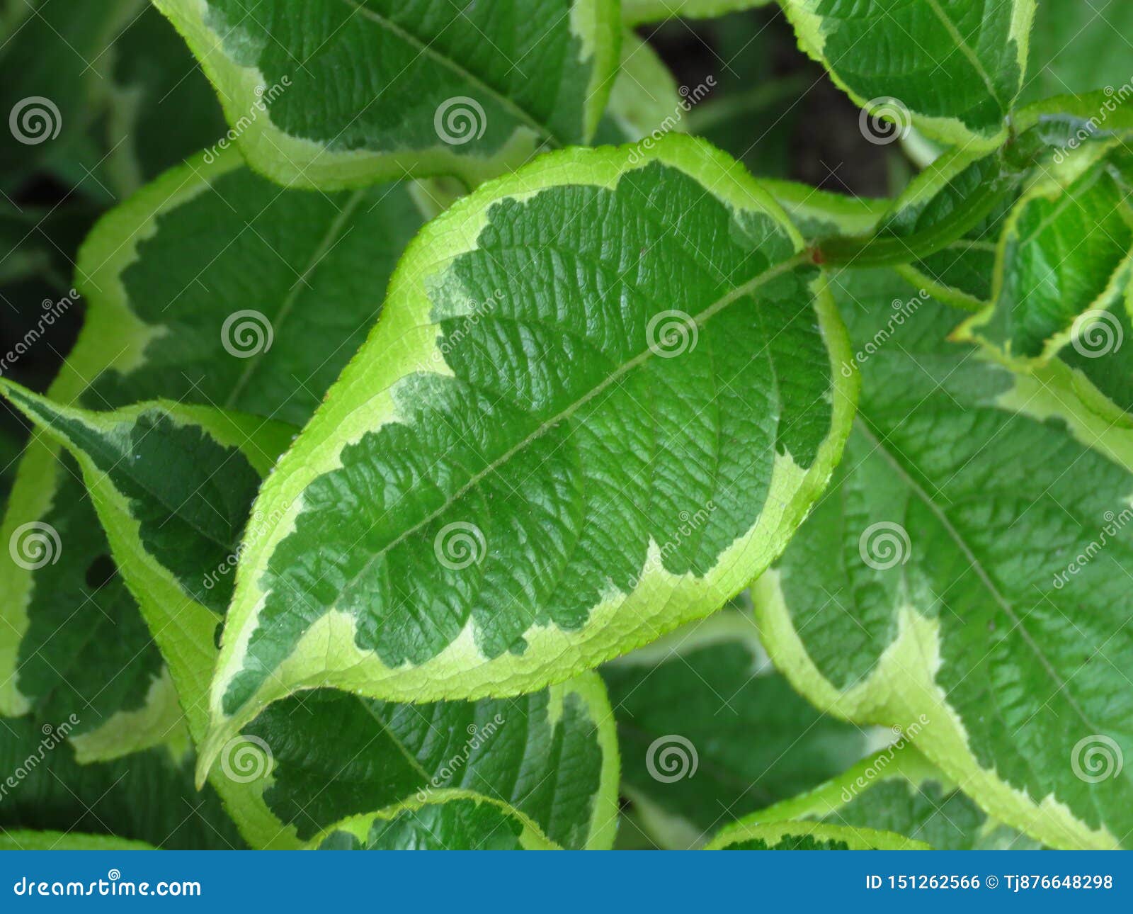 Vibrant Vivid Shiny Green Tree Bush Shrub Leaves with White Edges ... Vibrant Vivid Shiny Green Tree Bush Shrub Leaves with White Edges ...
