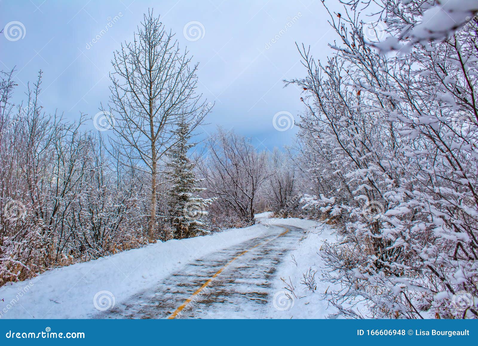 Wintry Trees Lining a Snowy Path Stock Photo - Image of view, snowy ...