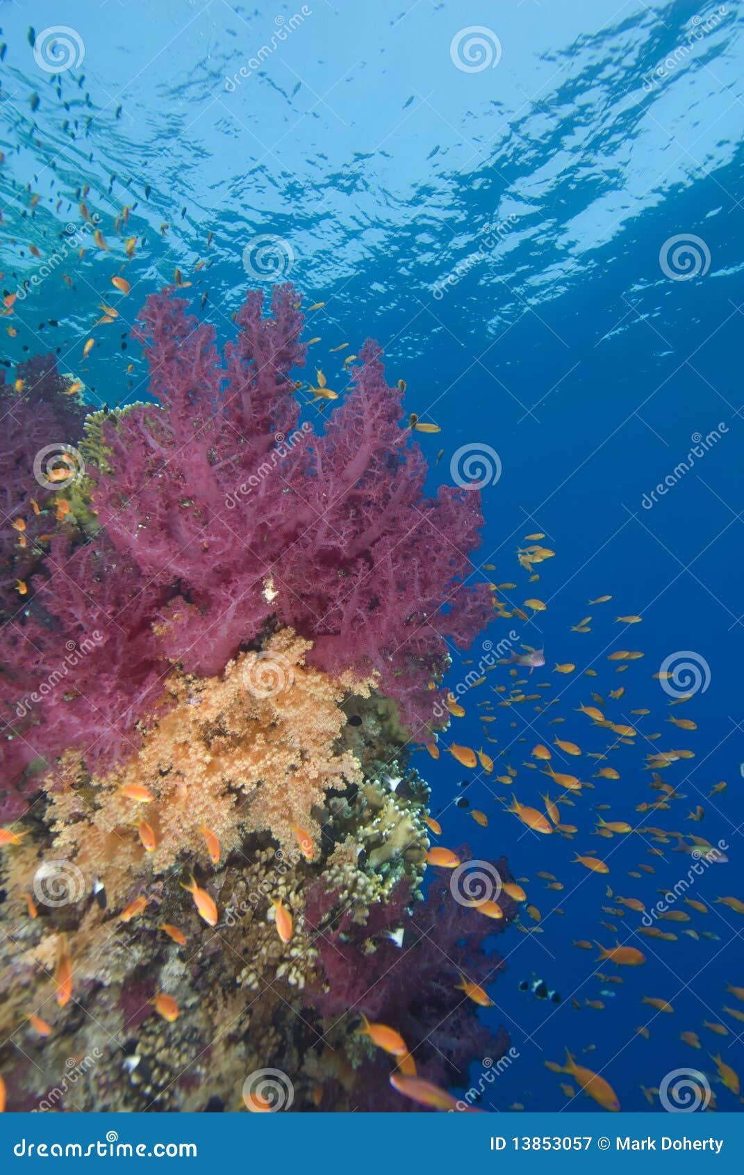 Soft Corals Are Soft And Bendable And Often Resemble Plants Or Trees ...