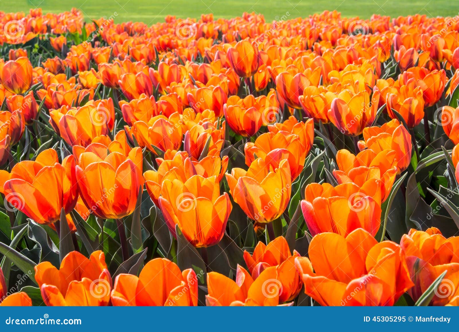 Vibrant spring colours stock image. Image of orange, blooming - 45305295