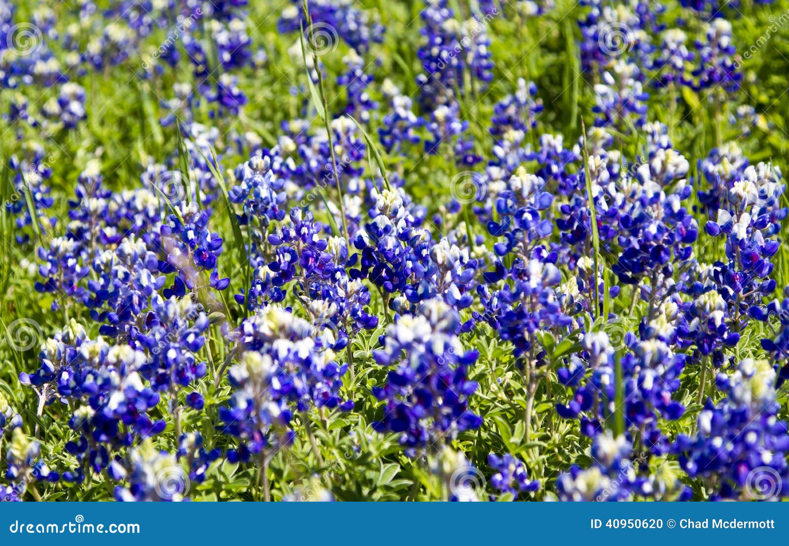 Vibrant Spring Flowers stock photo. Image of outside - 40950620