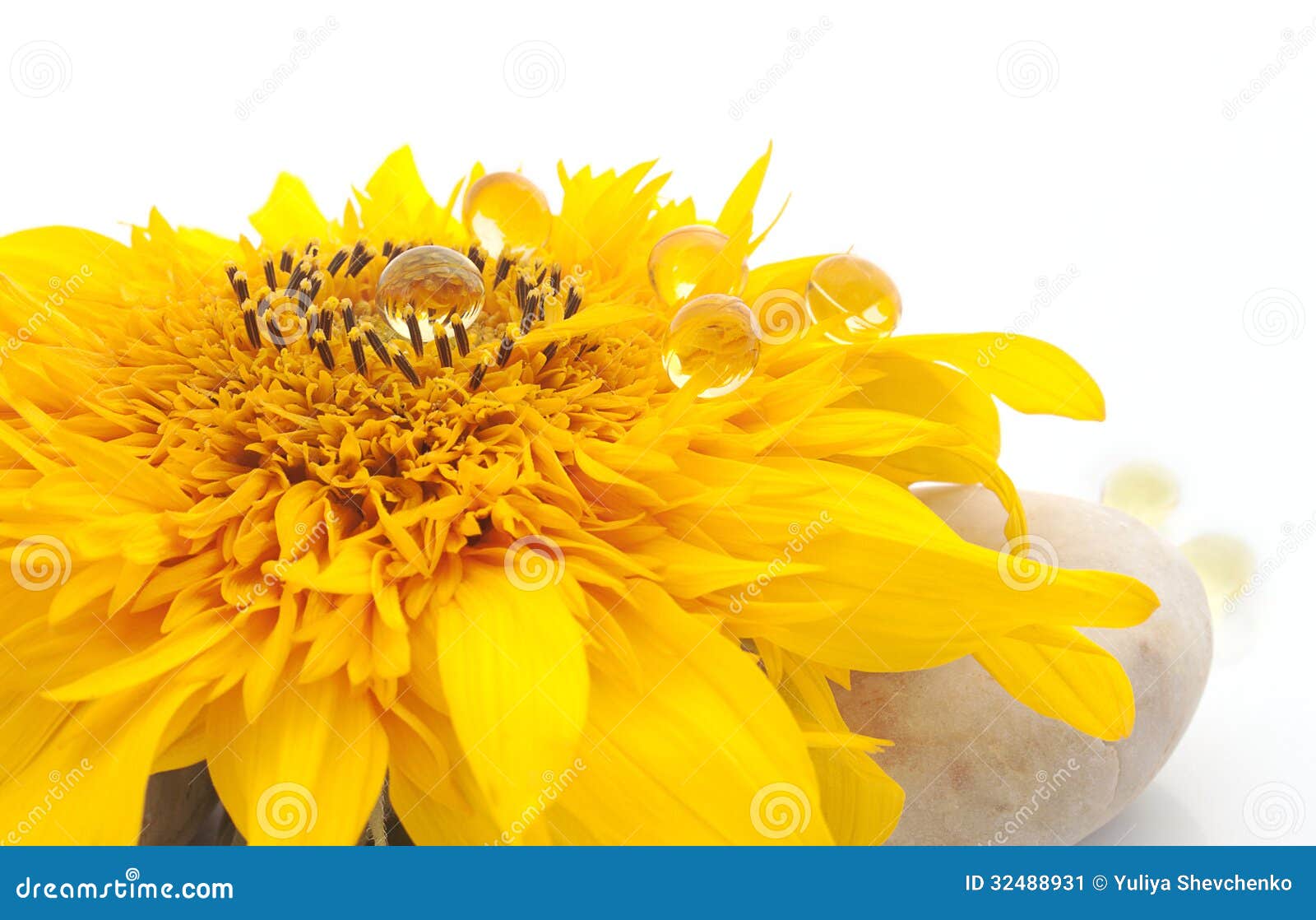 Vibrant Sunflower with Capsules Stock Image - Image of care, science ...