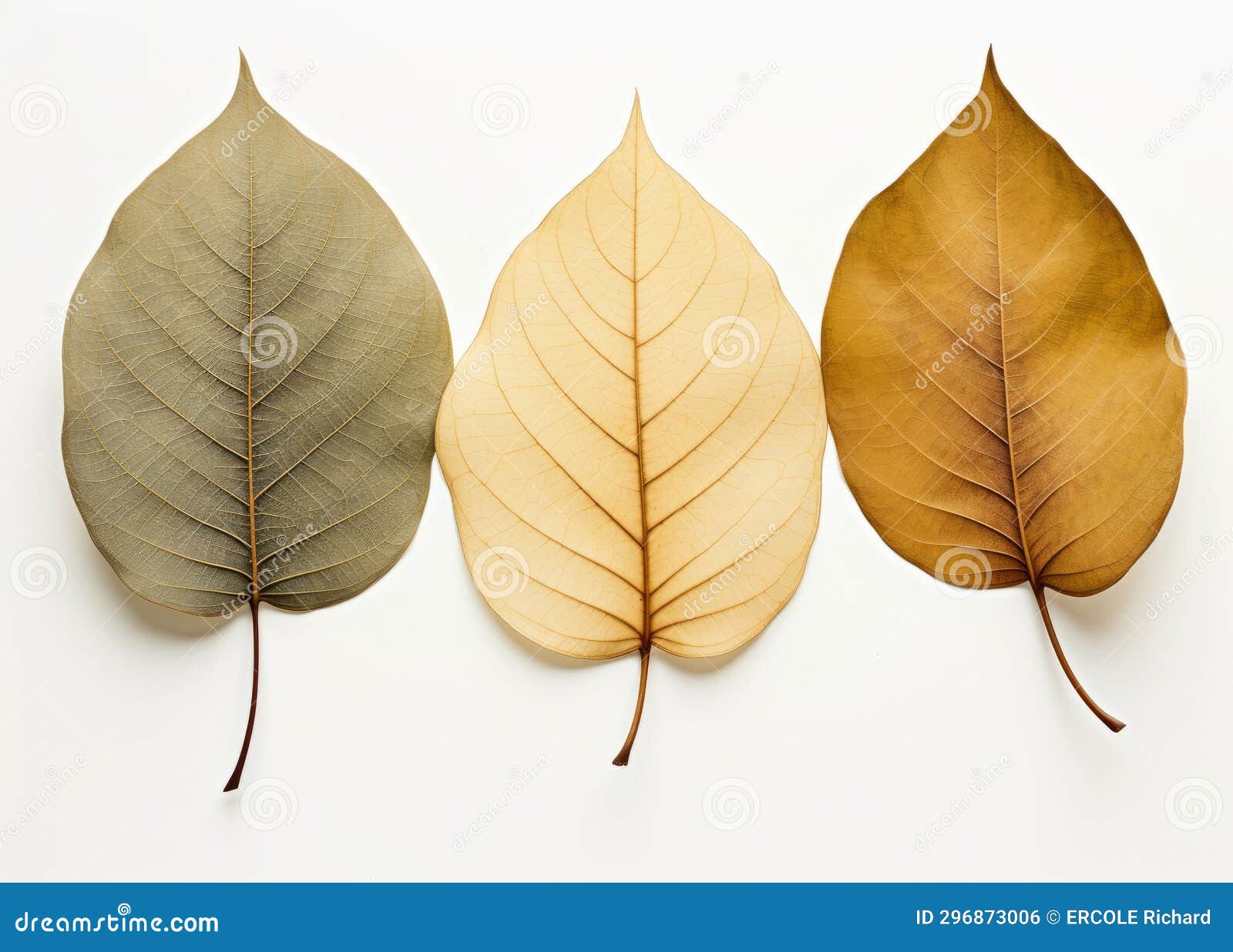 Vibrant Three-Leaf Design - Stand Out with a Unique Look Stock Photo ...