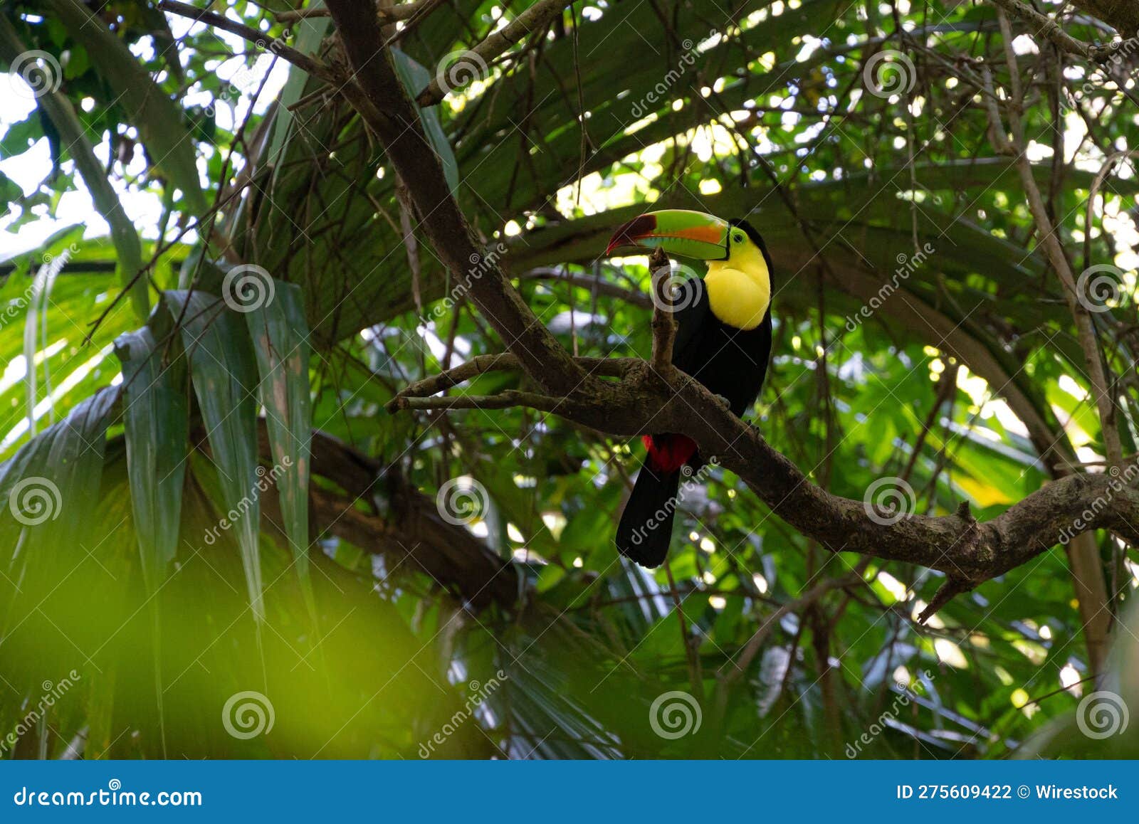 Vibrant Toucan Perched on a Tree Branch, Surrounded by Lush Greenery in ...