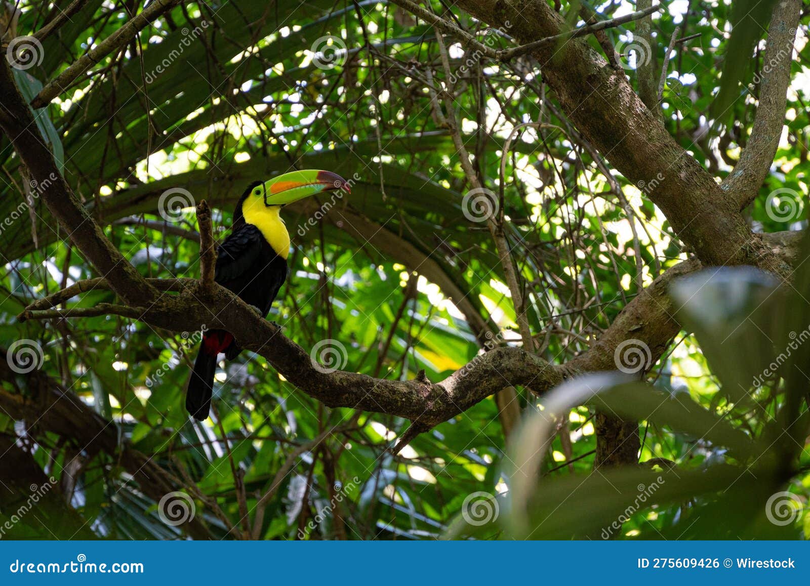Vibrant Toucan Perched on a Tree Branch, Surrounded by Lush Greenery in ...
