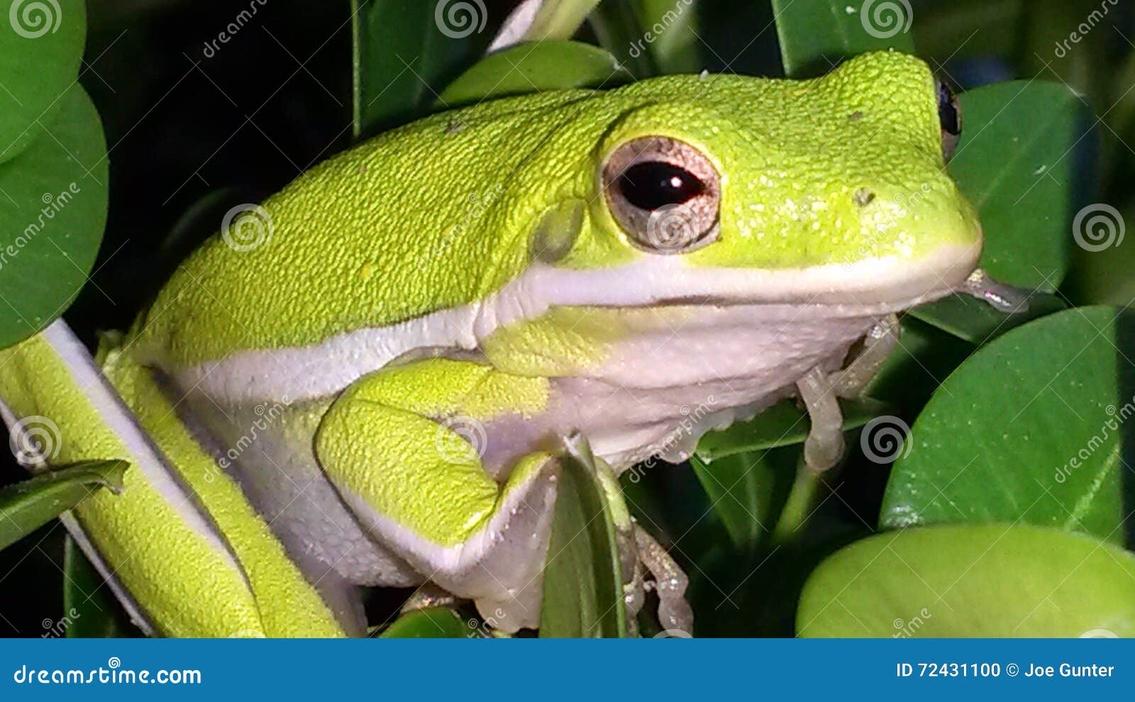 Vibrant Tree Frog Stock Photo | CartoonDealer.com #72431100