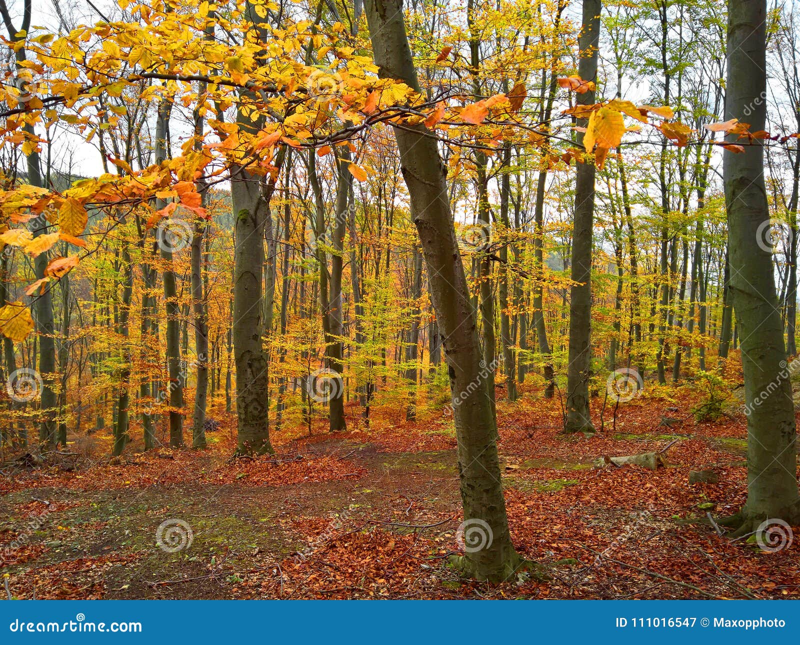 Vibrant Trees Colors in the Fall in the Woods. Stock Image - Image of ...