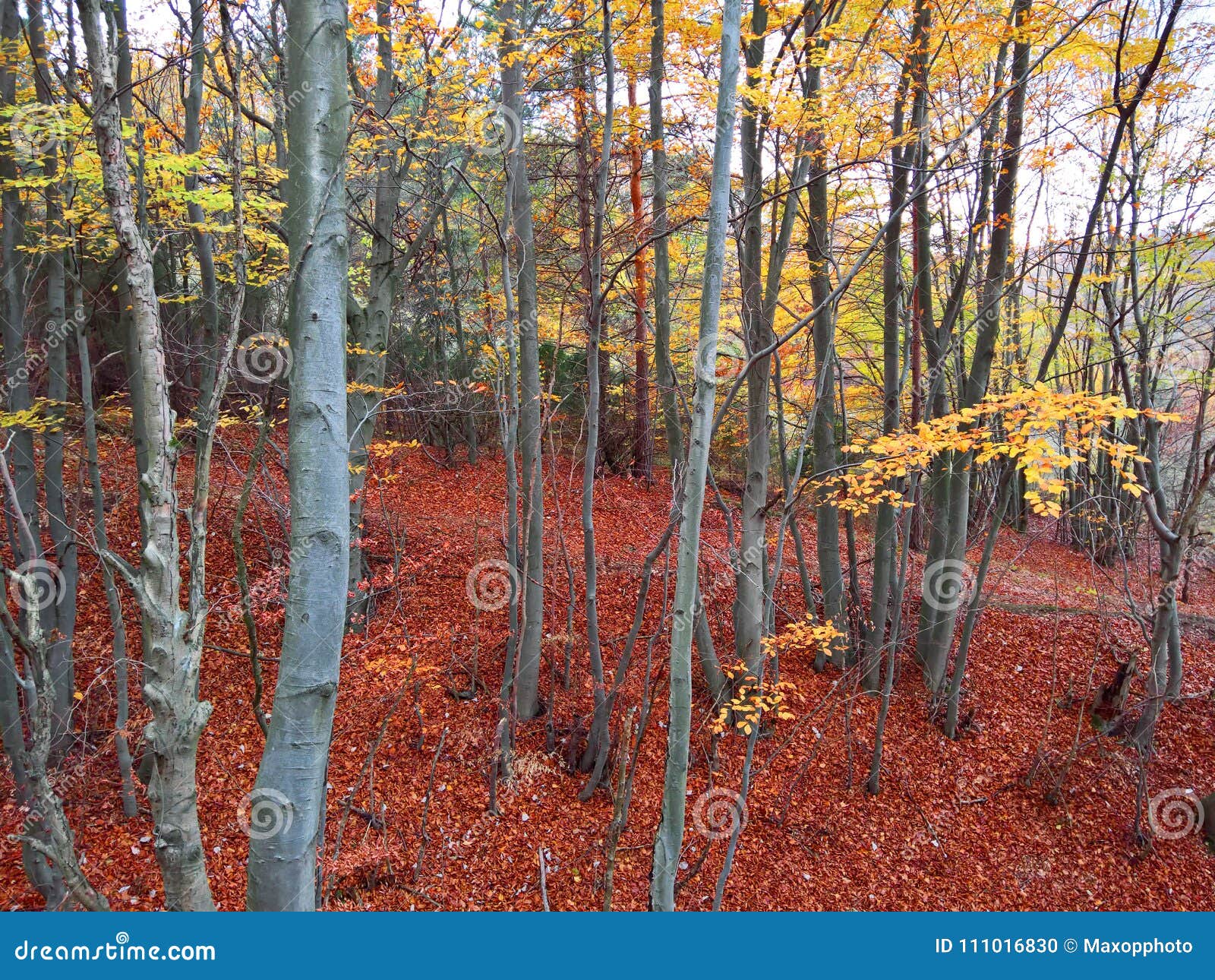 Vibrant Trees Colors in the Fall in the Woods. Stock Photo - Image of ...