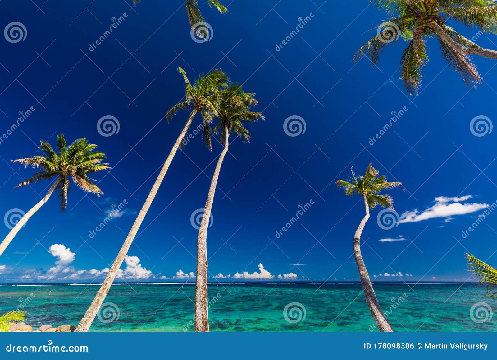 Vibrant Tropical Beach with Palm Trees, Upolu, Samoa Stock Photo ...
