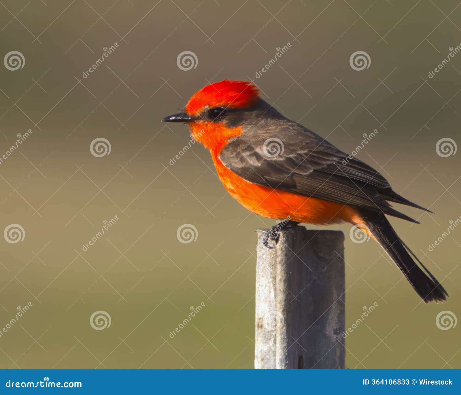 Vermilion Flycatcher (Pyrocephalus Obscurus) Male. Barichara, Santander ...