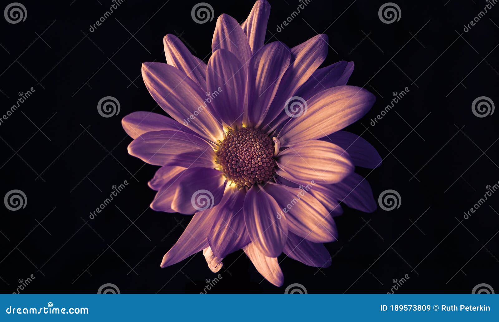Vibrant Violet Daisy Flower Stock Image - Image of close, color: 189573809