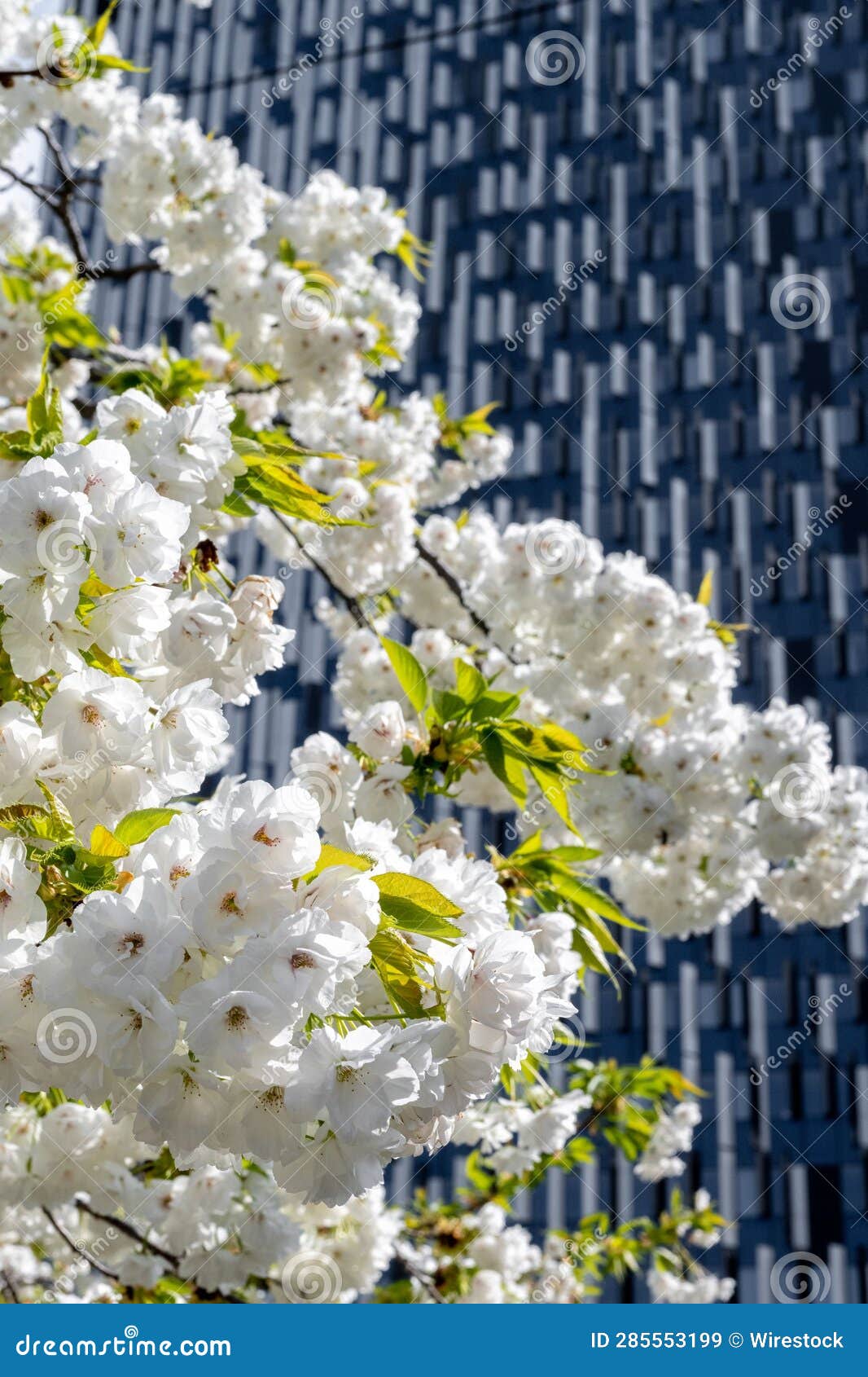 Vibrant White Spring Floral Scene with a Modern Building in the ...