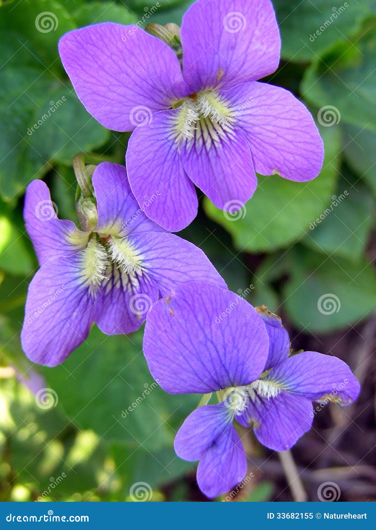 Vibrant Wild Violets stock image. Image of flower, native - 33682155