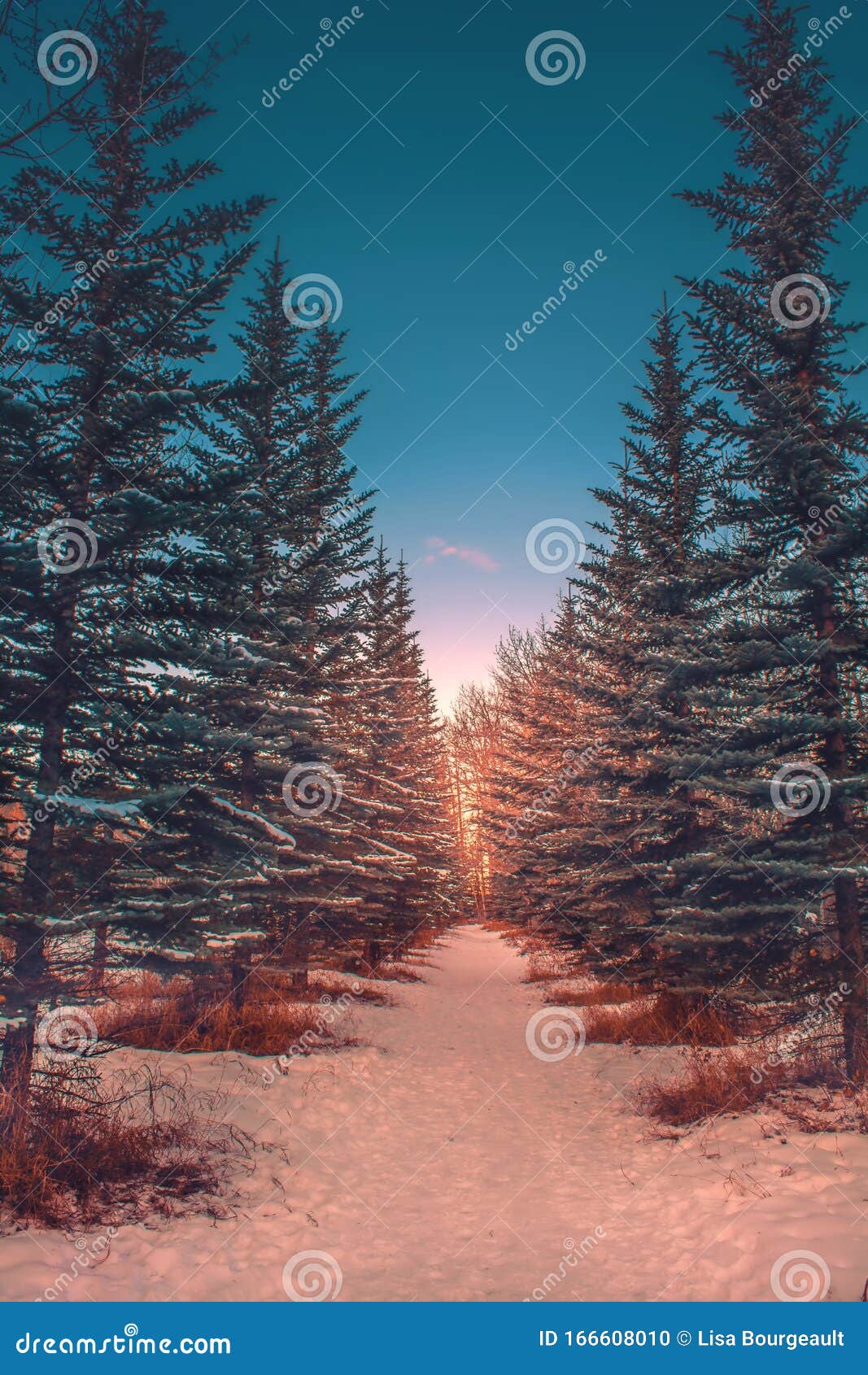 Vibrant Winter Forest Pathway Stock Photo - Image of snowy, scenic ...