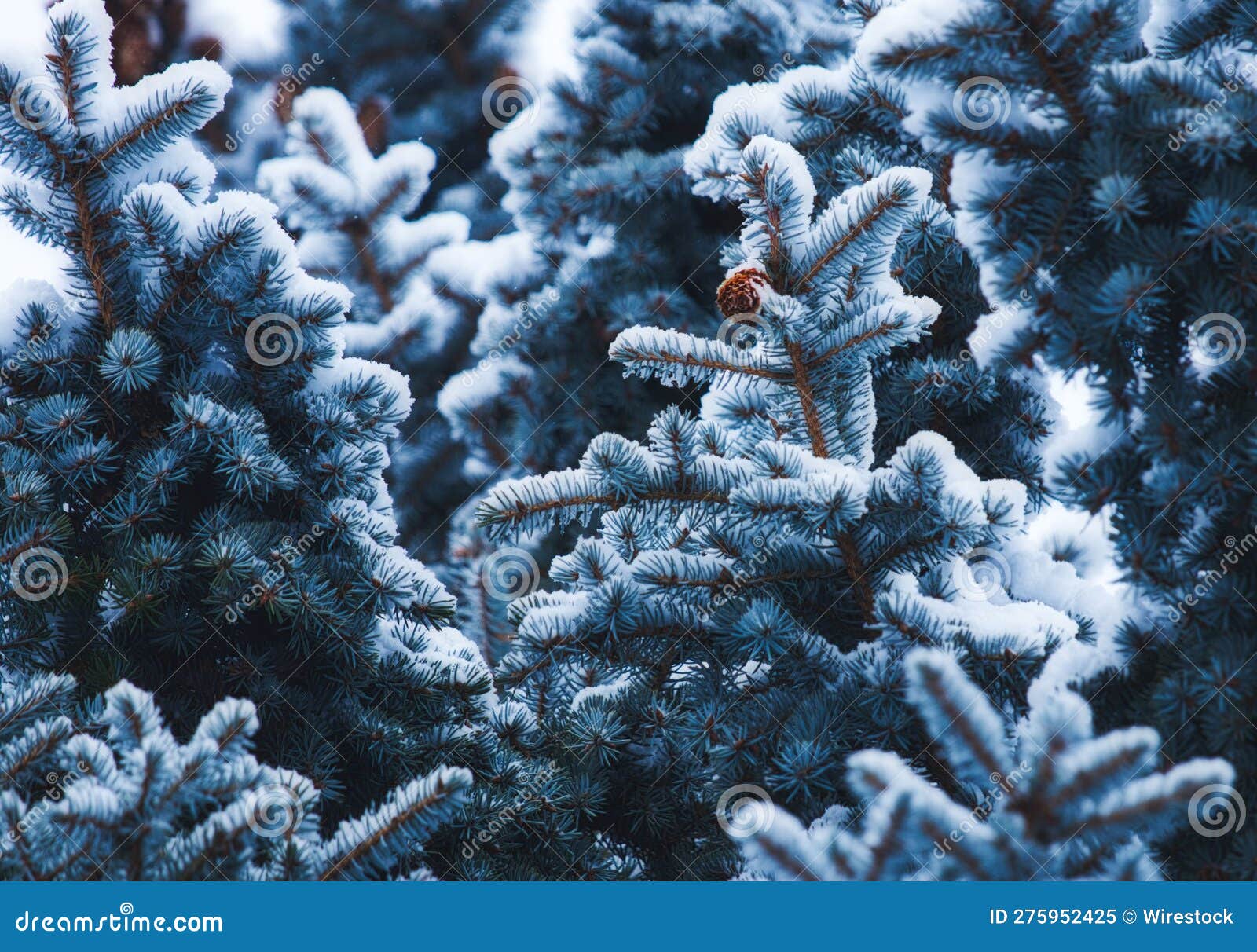 Vibrant Winter Scene Featuring a Barren Landscape of Snow-covered Pine ...
