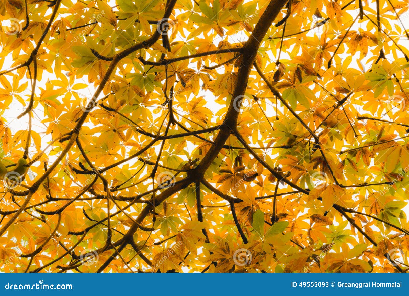 Vibrant Yellow Backlit Leaves on a Tree in Autumn Stock Image - Image ...