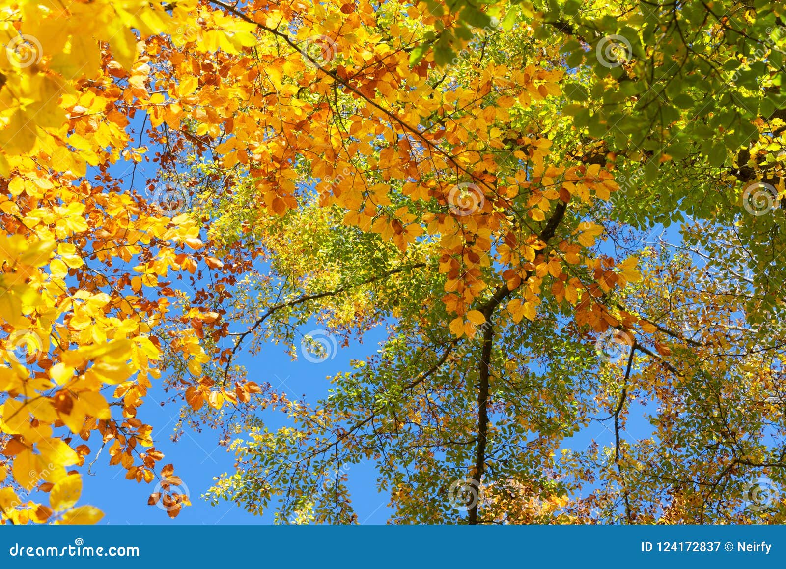 Vibrant fall foliage stock image. Image of nature, orange - 124172837