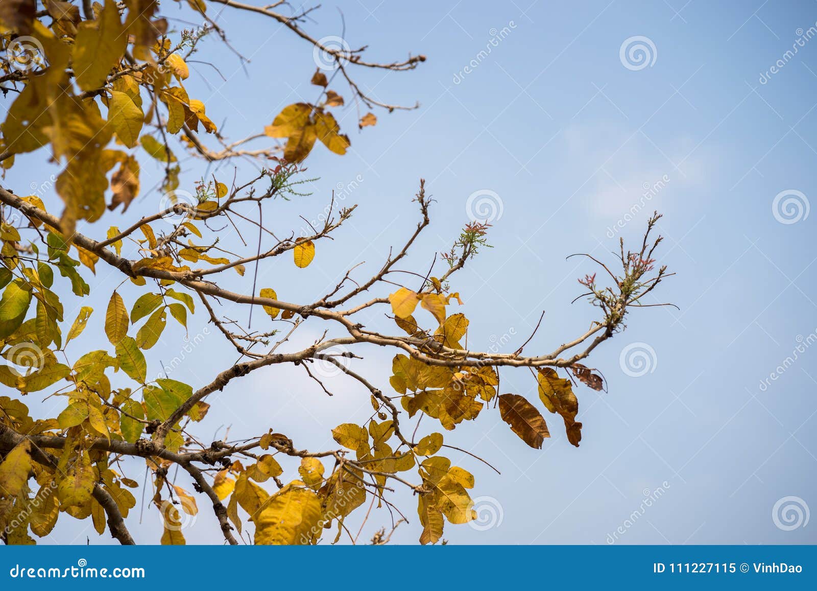 Vibrant Yellow Tree Leaves on Branch in Autumn Stock Image - Image of ...
