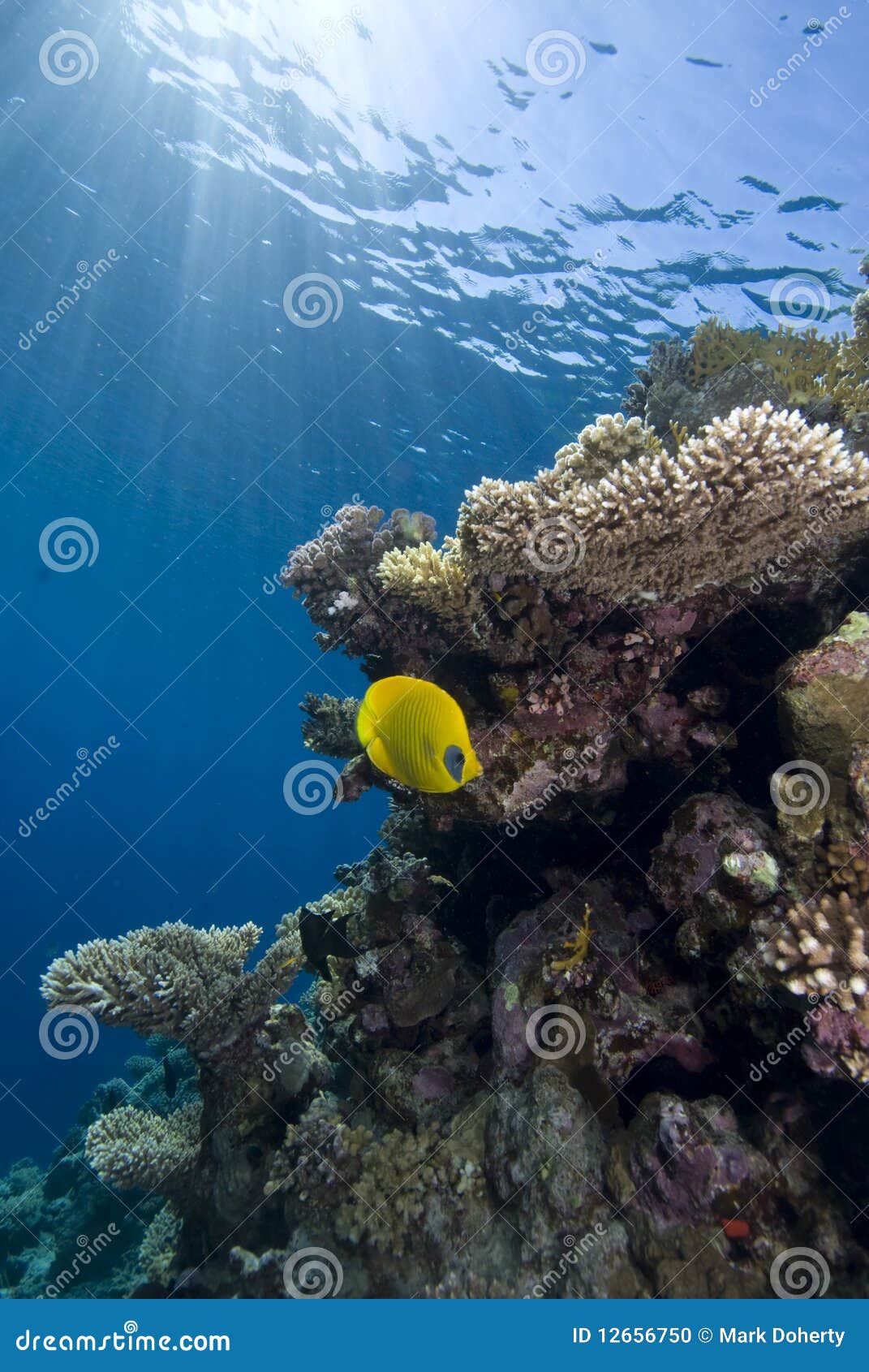 Vibrant Yellow Tropical Fish Stock Photo - Image of blue, copy: 12656750