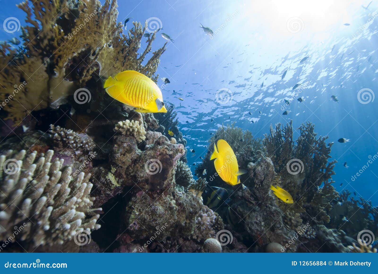 Vibrant Yellow Tropical Fish Stock Photo - Image of colorful, saltwater ...