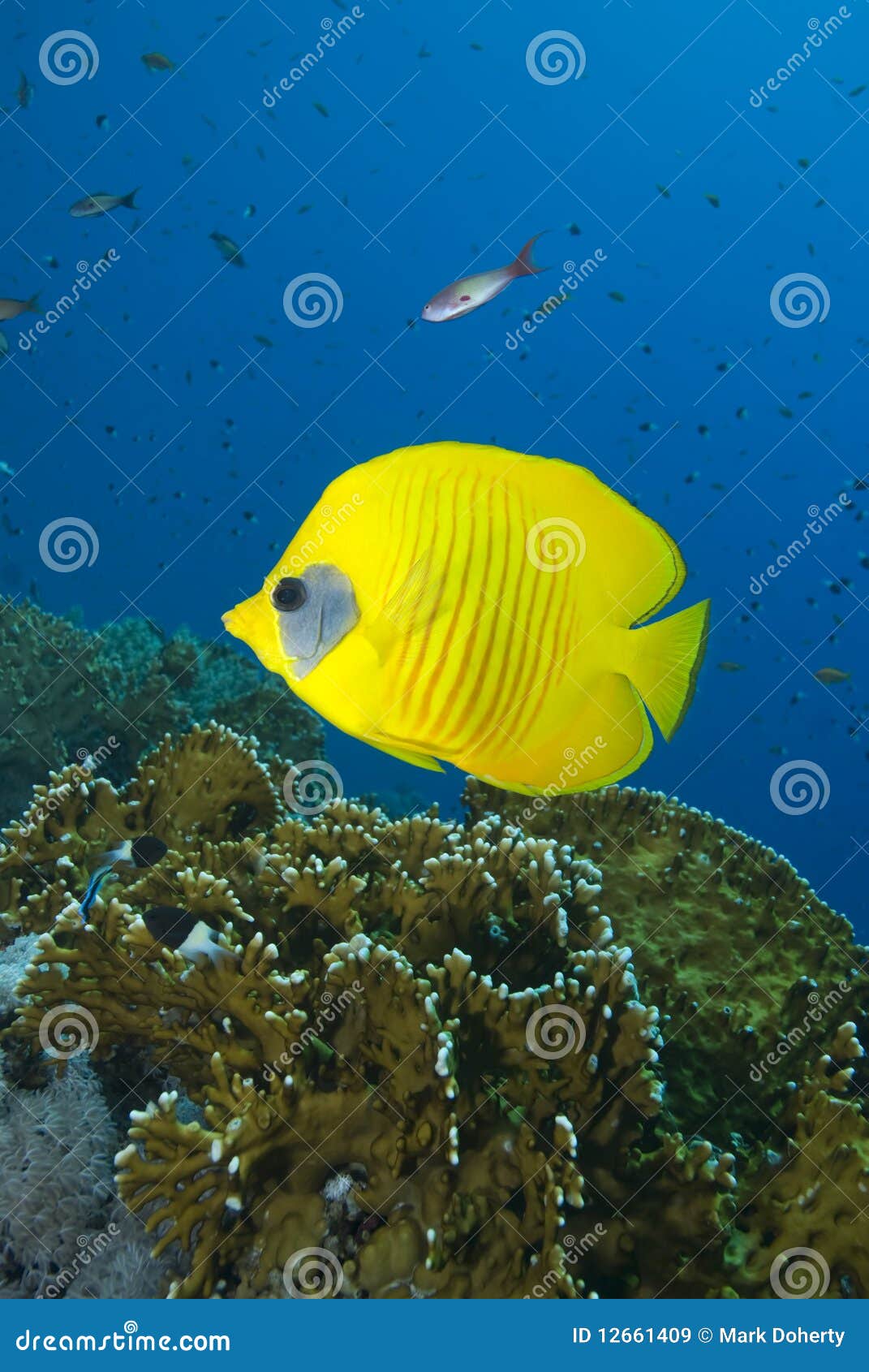Vibrant Yellow Tropical Fish Stock Image - Image of heniochus ...