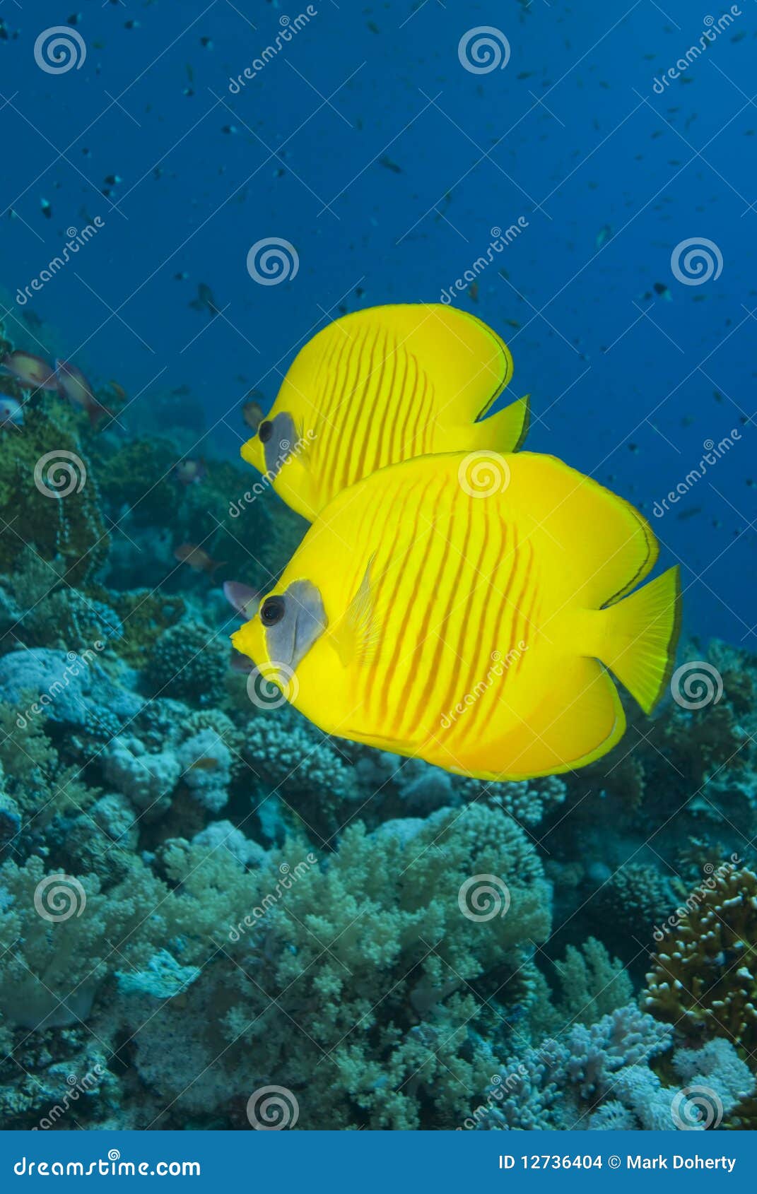 Vibrant Yellow Tropical Fish Stock Photo - Image of intermedius ...