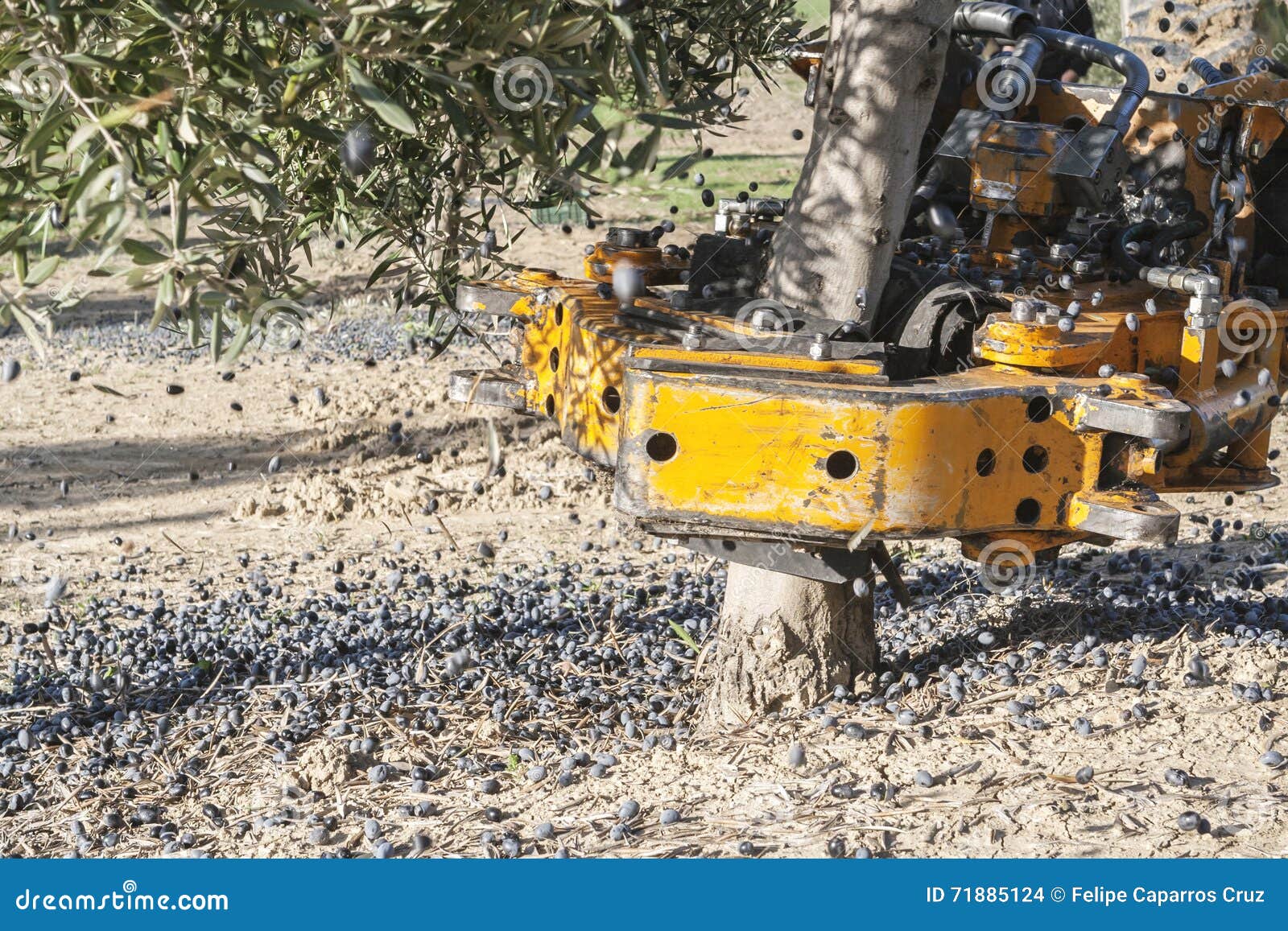 Vibrating Machine in an Olive Tree Stock Photo - Image of machine ...