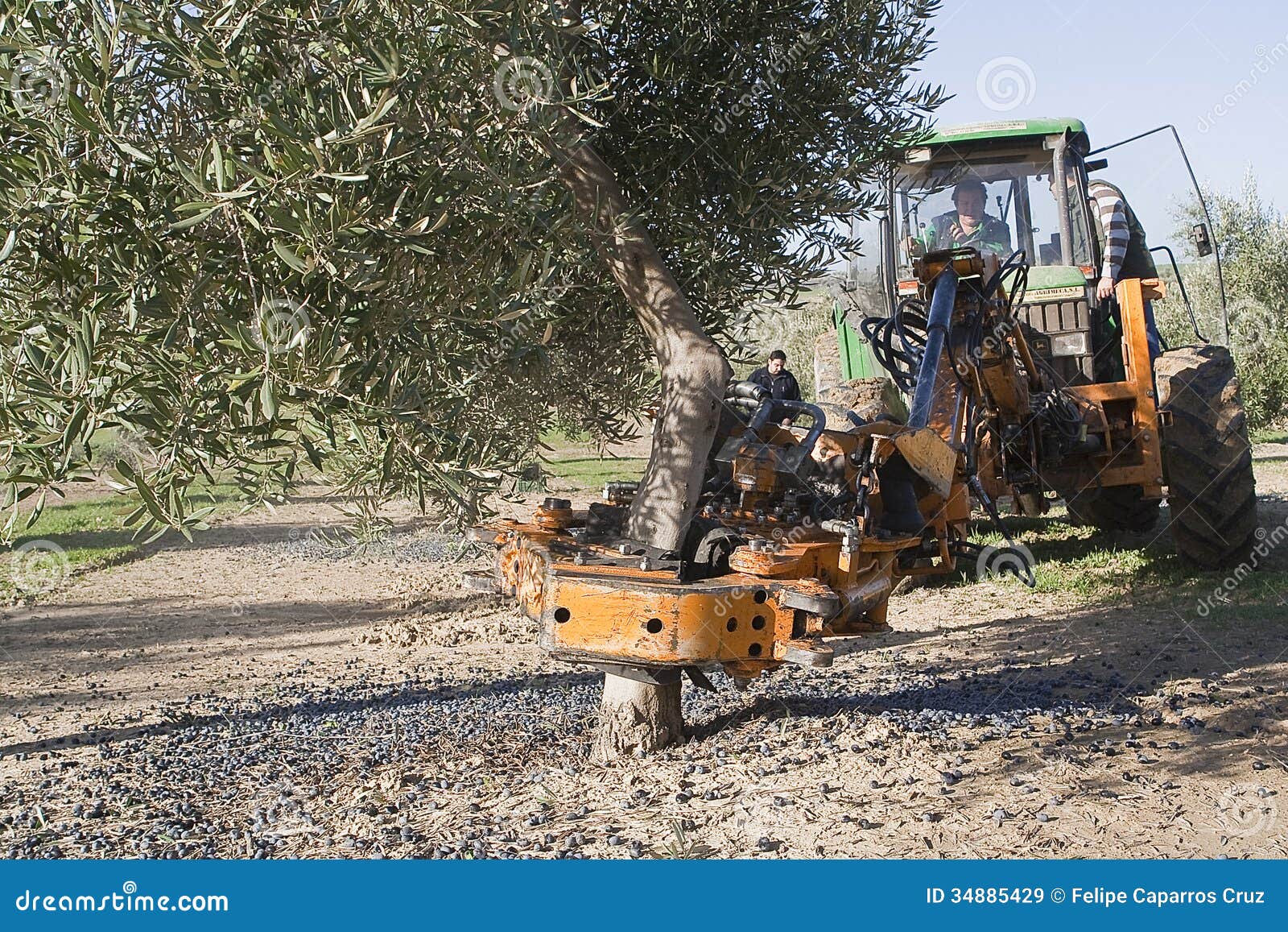 Olive Tree And The Boats Editorial Image | CartoonDealer.com #72611892