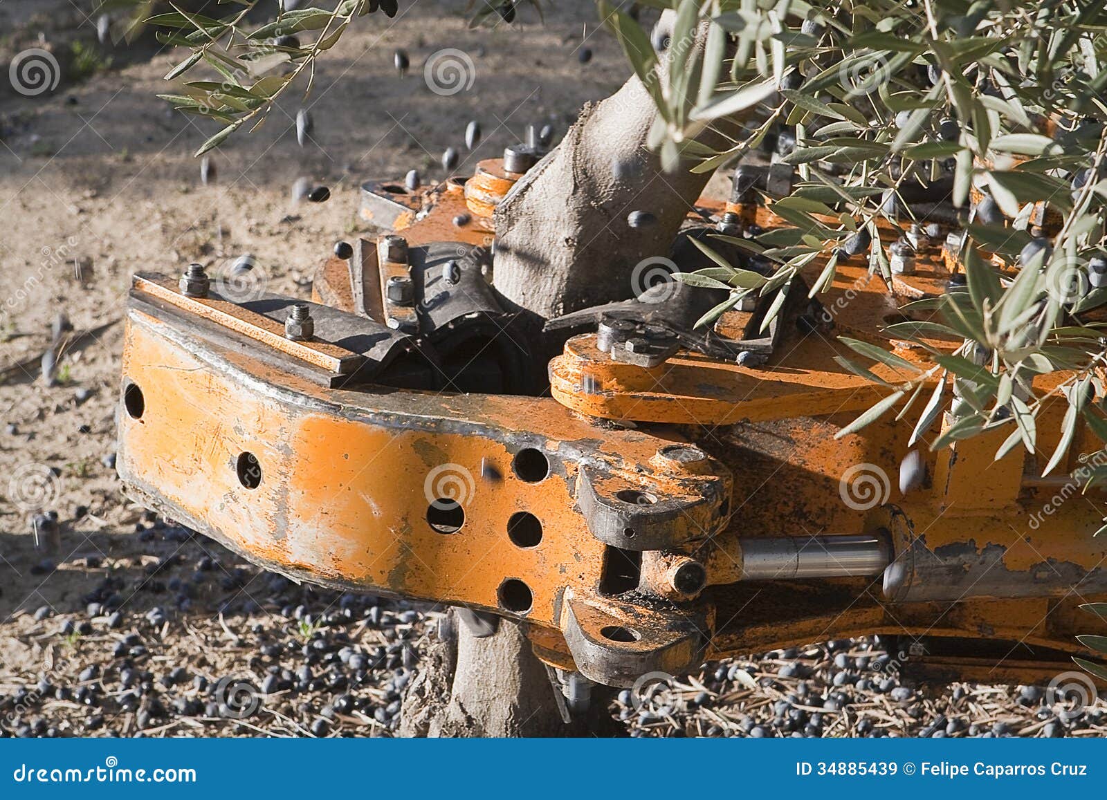 Vibrating Machine In An Olive Tree Stock Photography | CartoonDealer ...