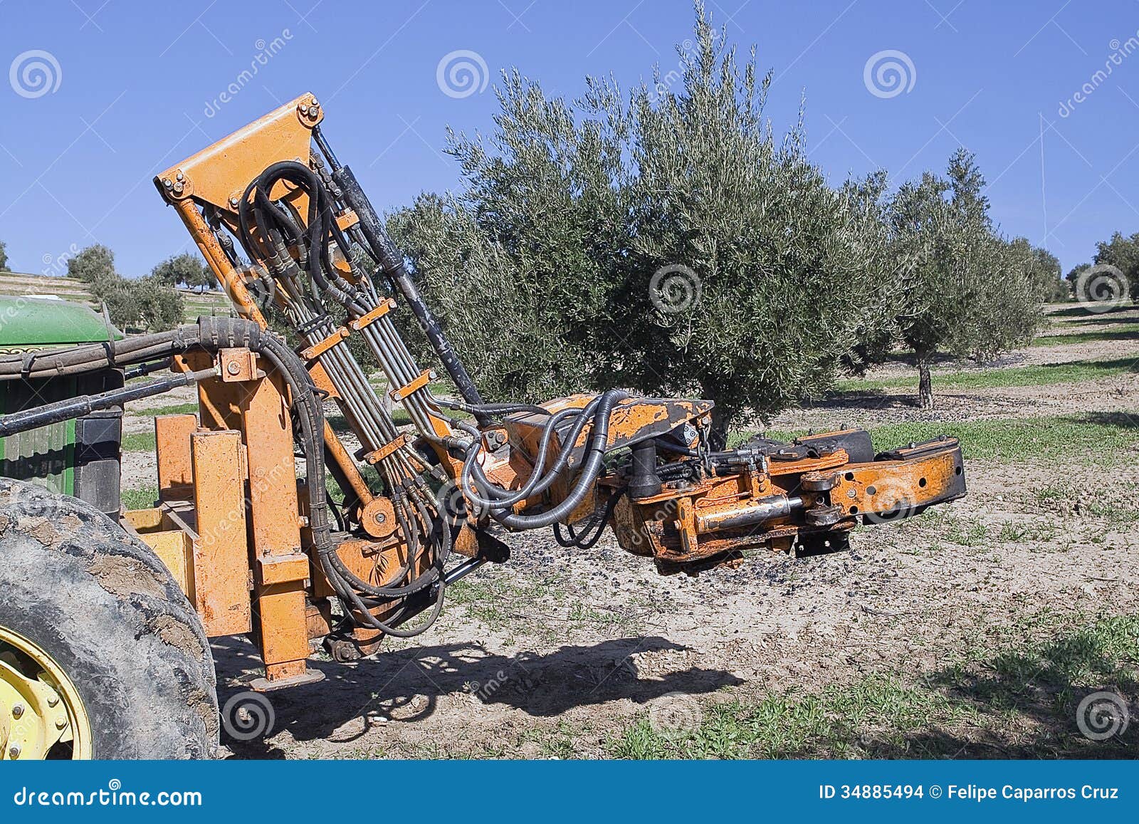 Vibrating Machine in an Olive Tree Stock Photo - Image of collecting ...