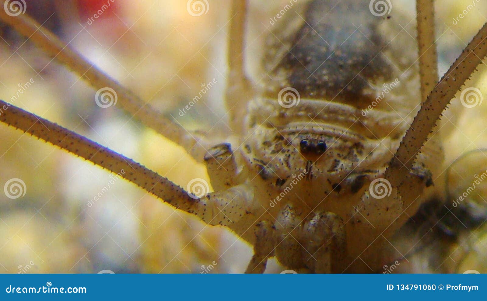 Vibrating | Spider stock photo. Image of wildlife, wild - 134791060