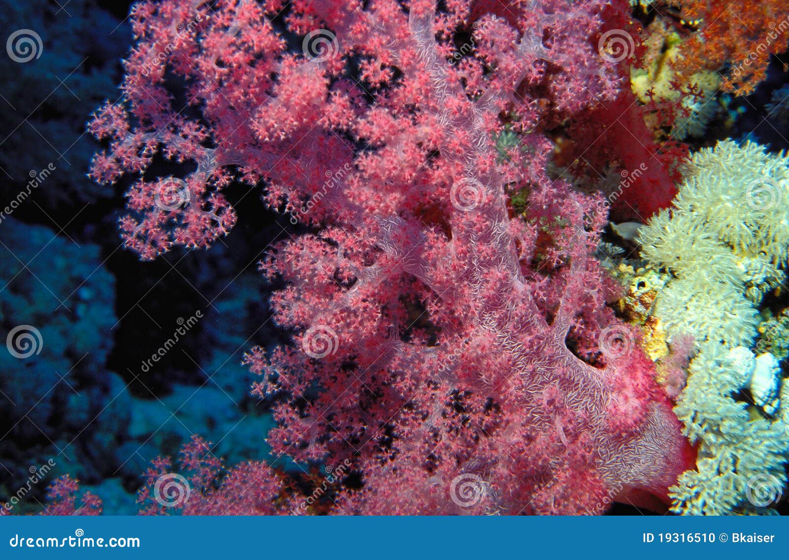 Vibrierende Rosafarbene Baumkoralle Stockfoto - Bild von riff, tropisch: 19316510