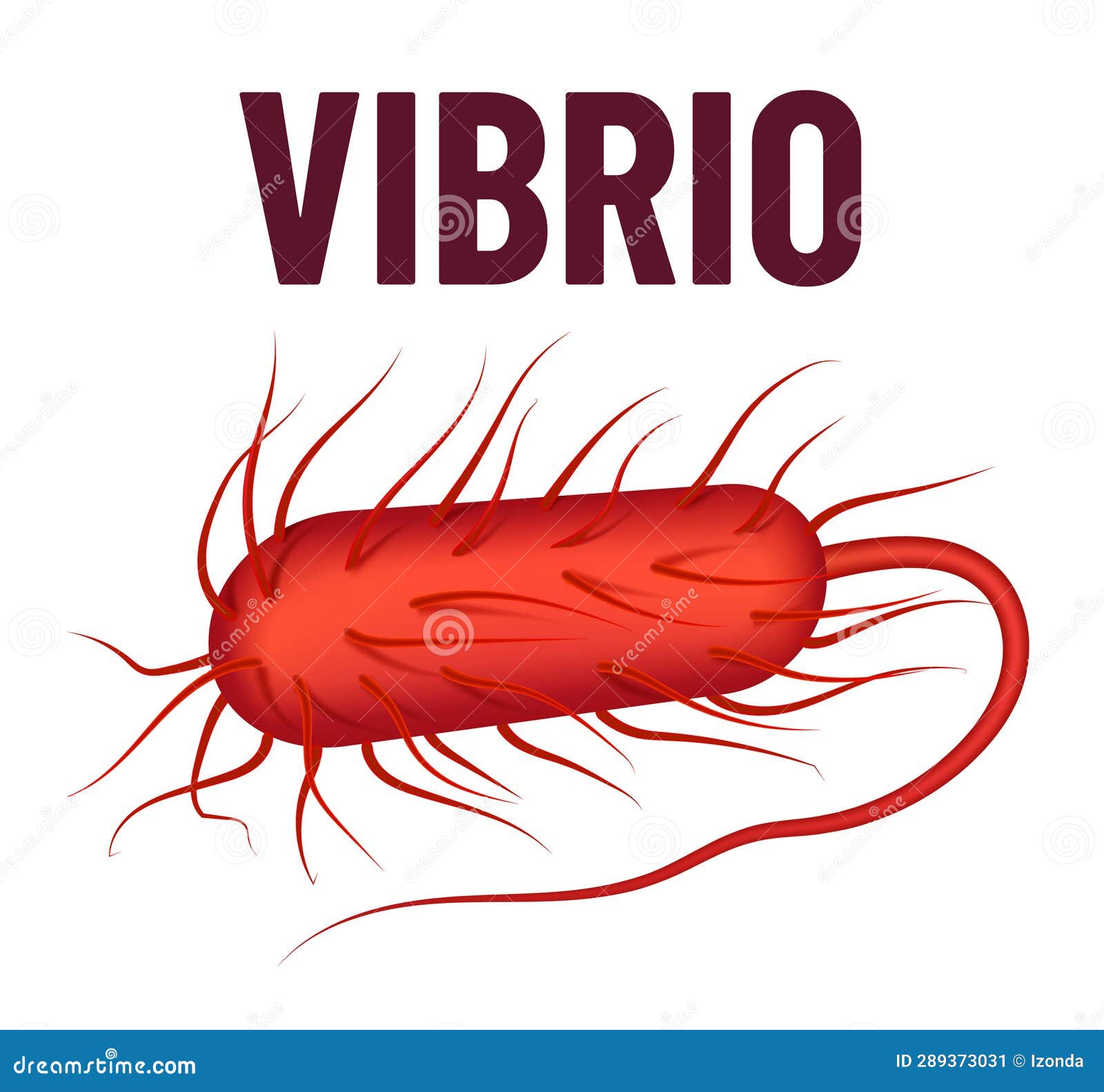 Vibrio Bacteria Vector Illustration Isolated On White Background. Virus ...