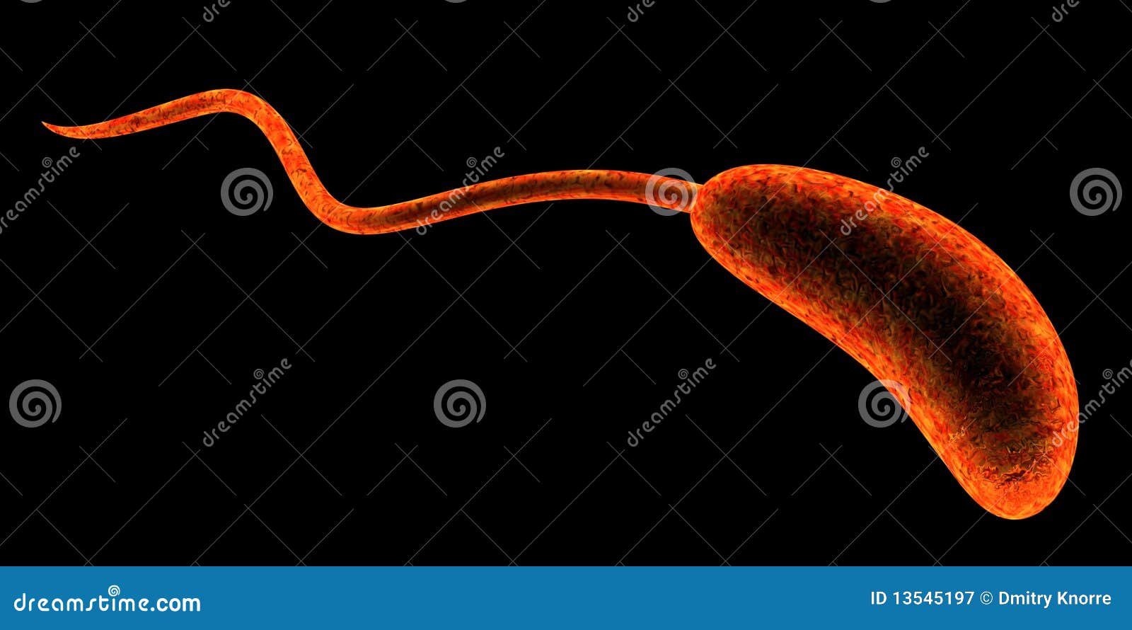 Vibrio. Bacteria Classification. Spiral Shapes Of Bacteria. Morphology ...