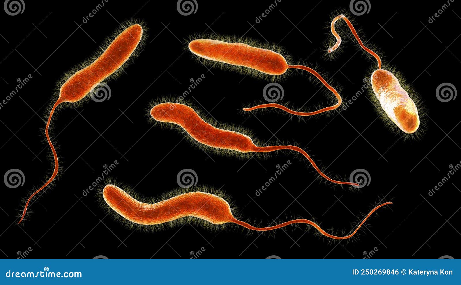Vibrio Cholerae Bacteria, 3D Illustration Stock Illustration ...