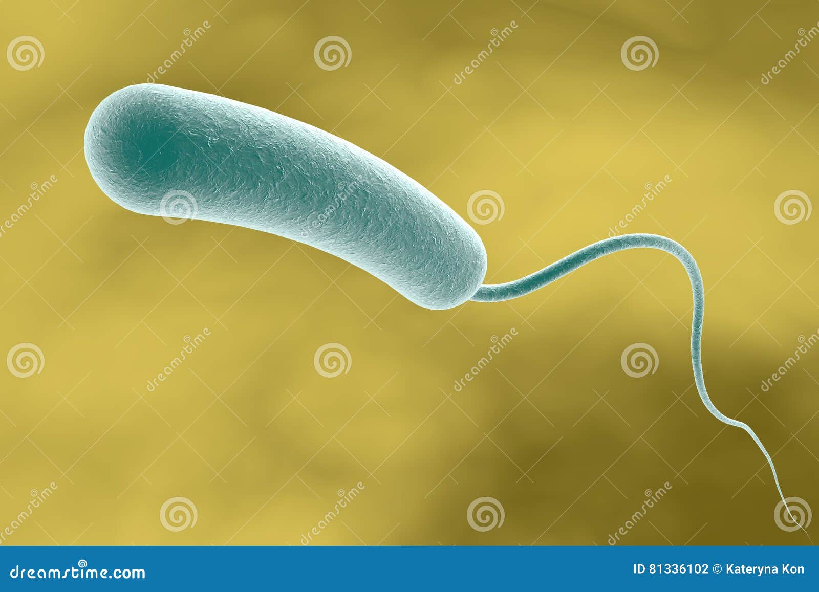 Vibrio Cholerae Bacterium Royalty-Free Illustration | CartoonDealer.com ...
