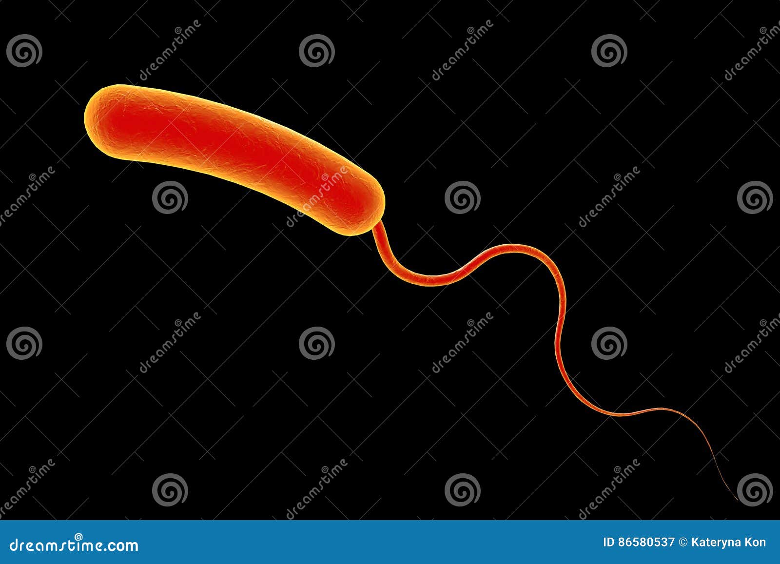 Vibrio cholerae bacterium stock illustration. Illustration of ...