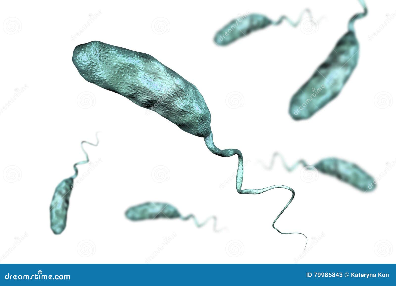 Vibrio Cholerae Structure