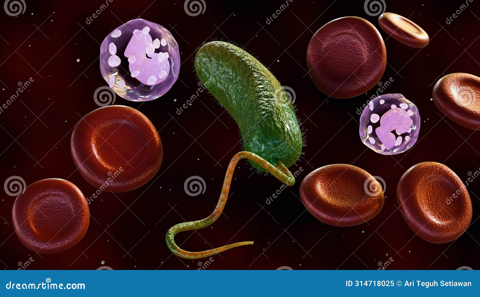 Vibrio Vulnificus, Red Blood Cells and White Blood Cells Stock ...